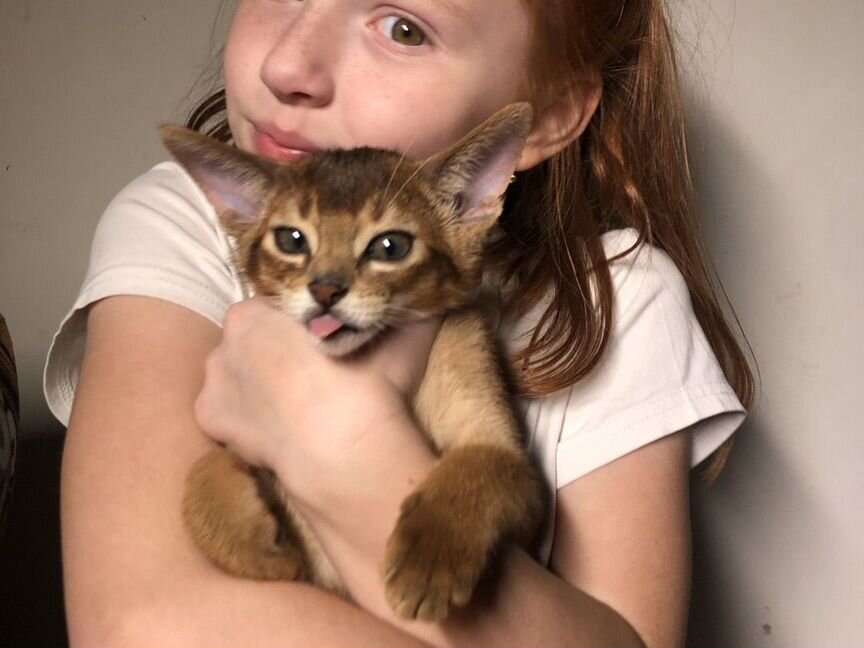 Абиссинские котис голубые и дикий