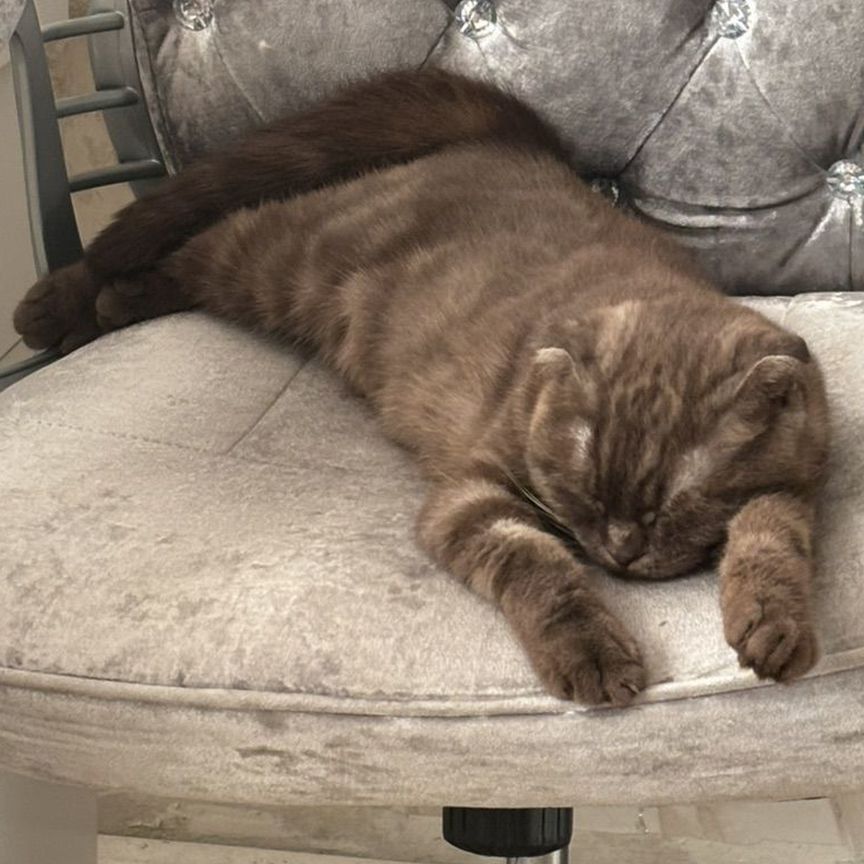 Британский короткошёрстный котёнок