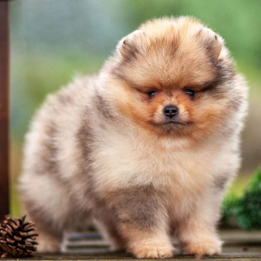Померанский шпиц, щенок