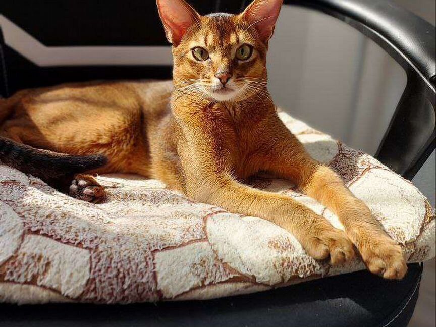 Абиссинский кот вязка
