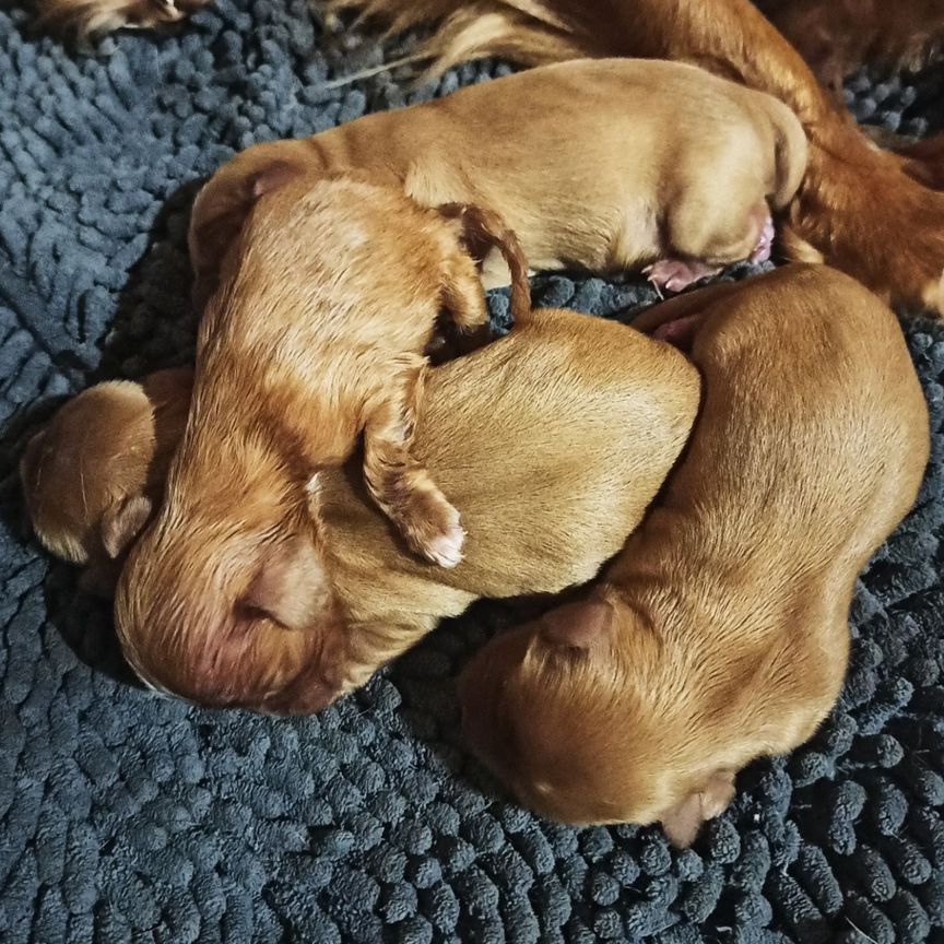 Кавалер кинг чарльз спаниель рубиновое счастье