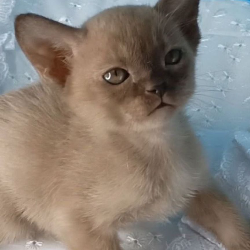 Бурманский малыш