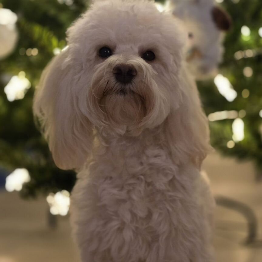 Мальтипу, взрослый пёс