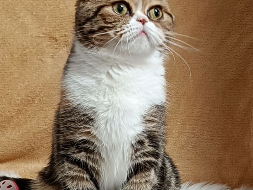 Кошечка короткошёрстная