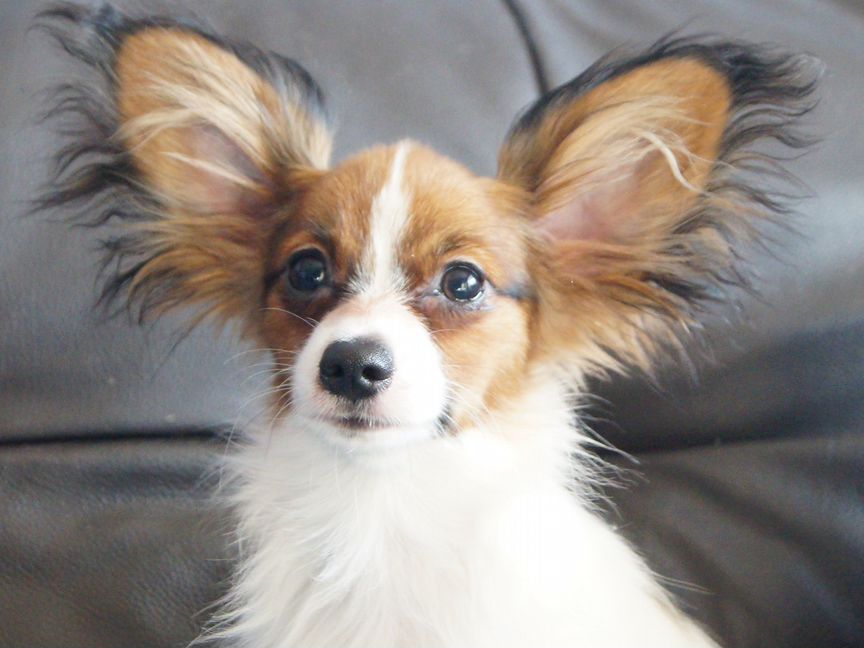 Сладкий Перчик, миниатюрный мальчик