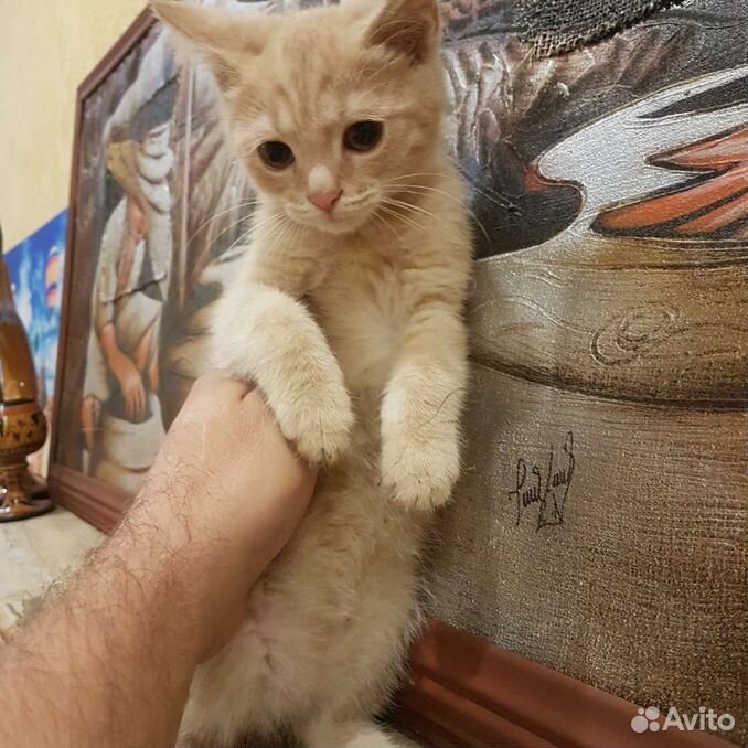 Котенок принц персиковый