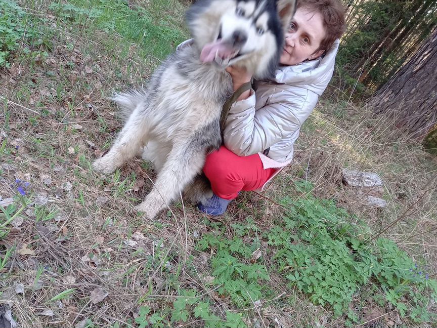 Домашние животные бесплатно собаки
