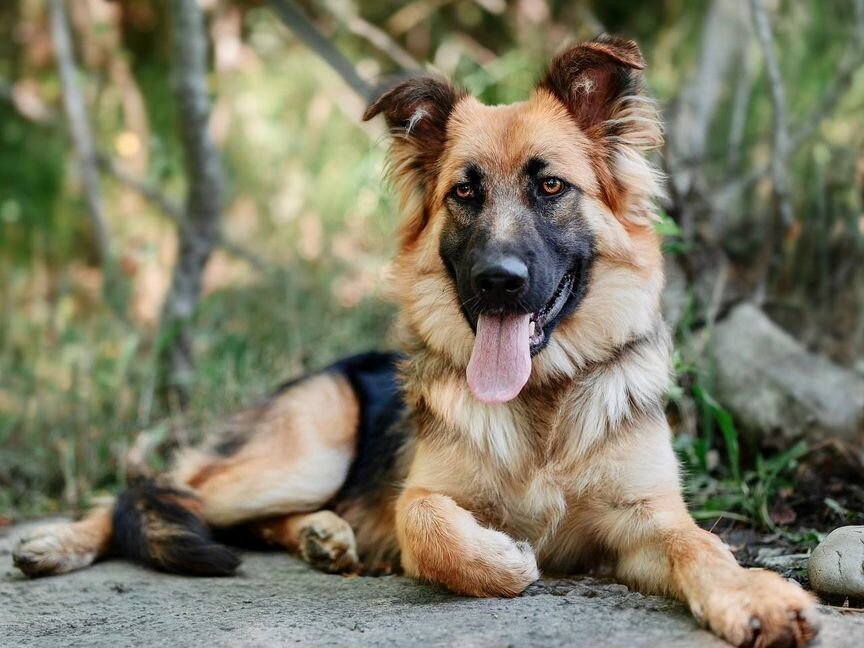 Байкал метис овчарки ищет дом