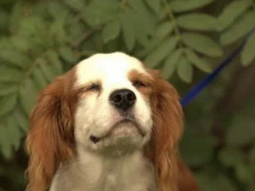 Подрощенная девочка Кавалер Кинг Чарльз