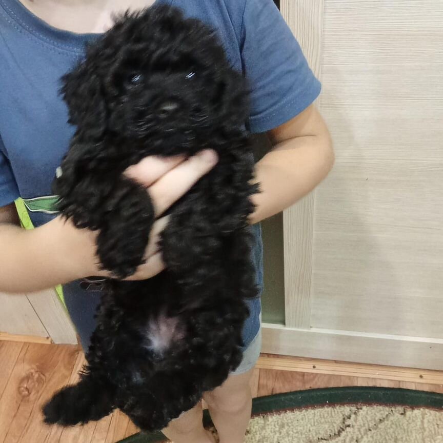 Той-пудель, щенок