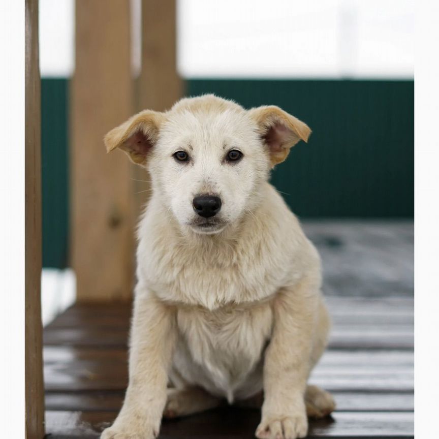 Щенки белые