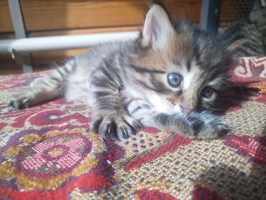 Это Ваш котенок