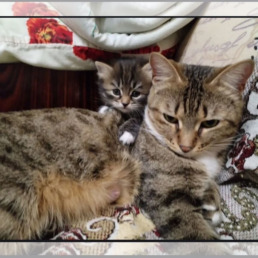 Сибирский котёнок