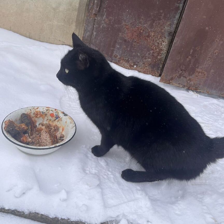 Кошечка в дар