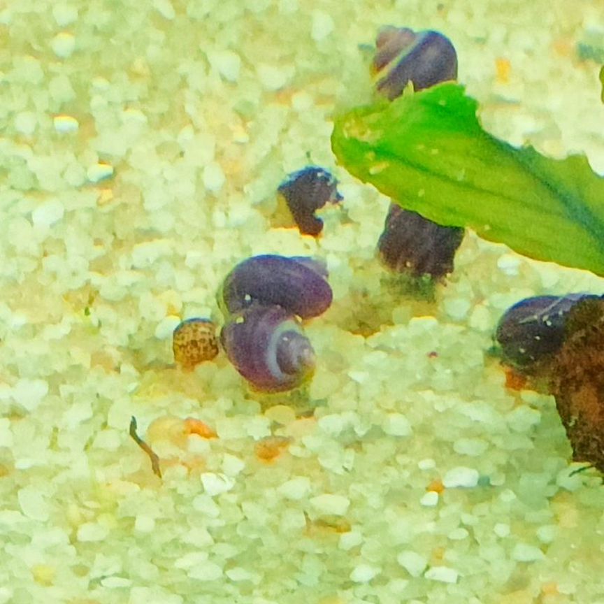 Ампулярии черничные