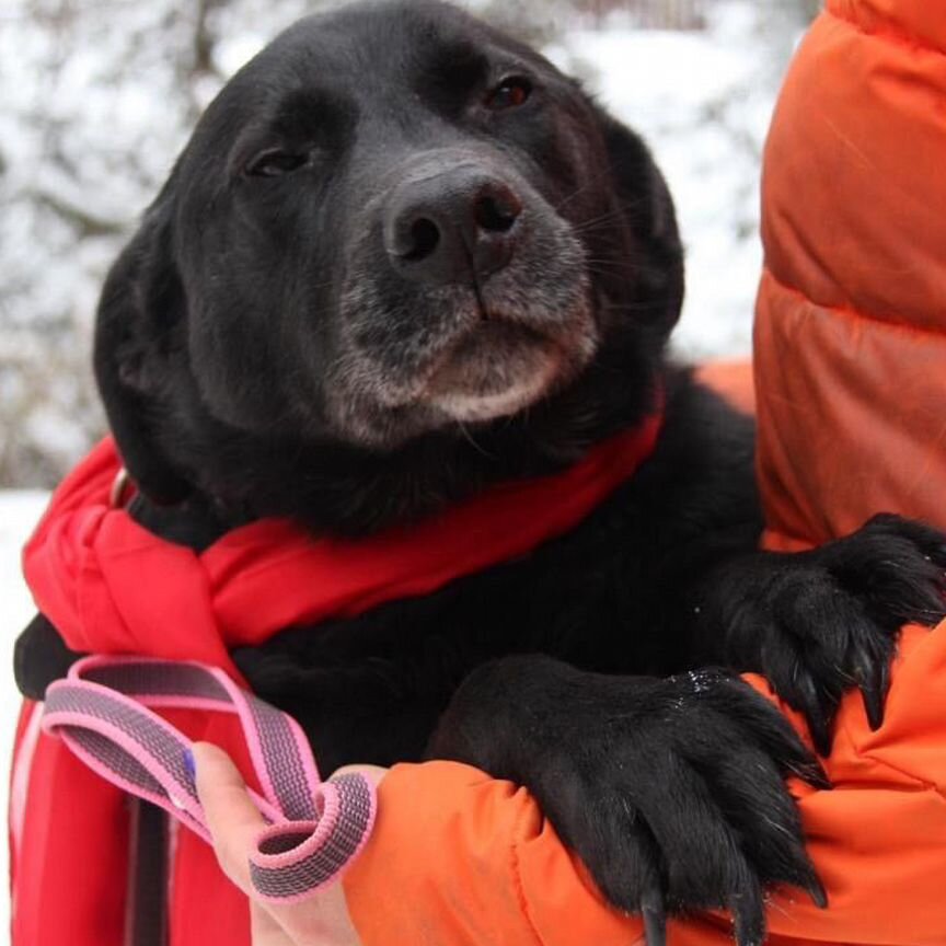 Взрослый пёс в добрые руки