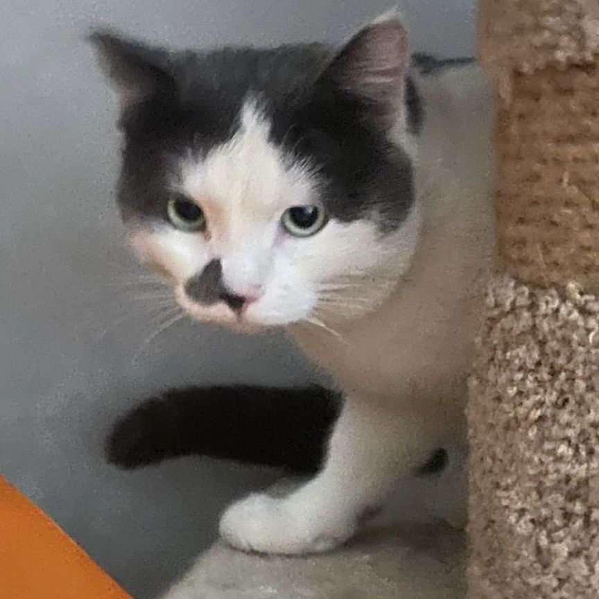 Взрослый кот в добрые руки