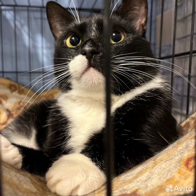 Мистер красавчик в добрые руки дар бесплатно