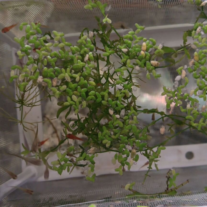 Мальки пецилии и гуппи