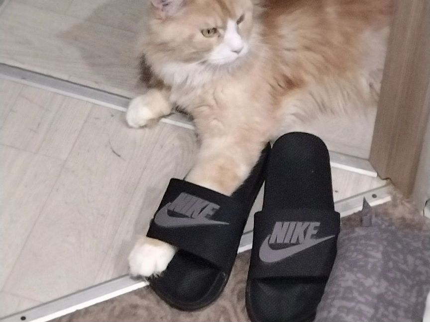 Продам котов