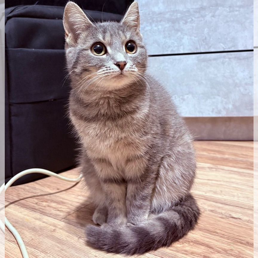 Котёнок в добрые руки