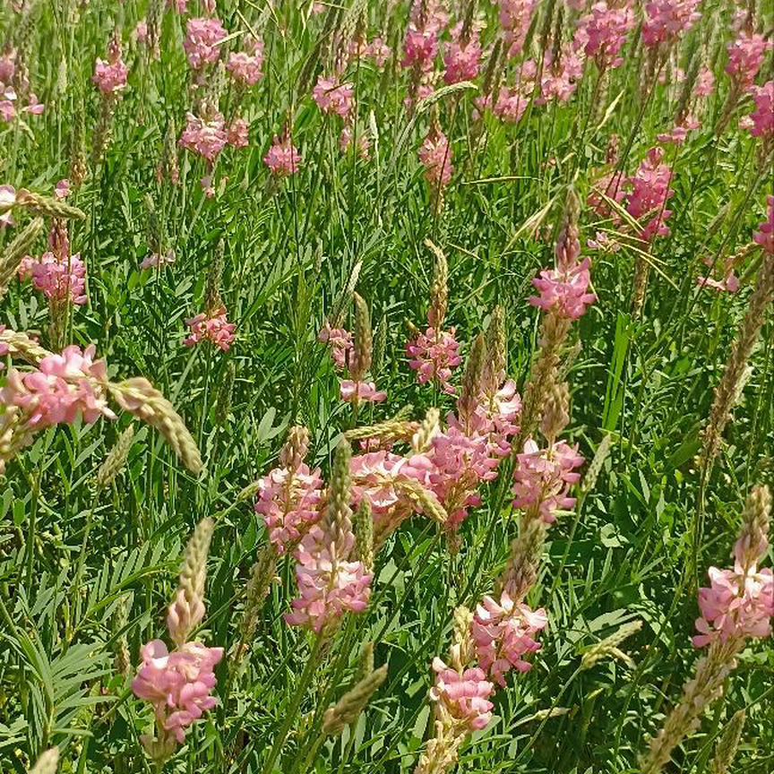 Сено эспарцет