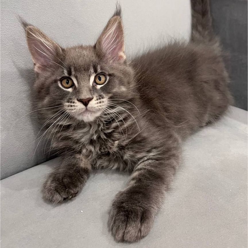 Мейн-кун котёнок