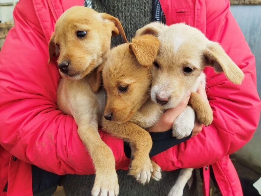 Собака в добрые руки отдам бесплатно