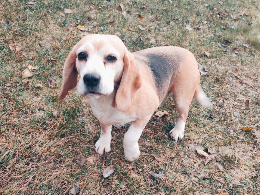 Бигль в добрые руки