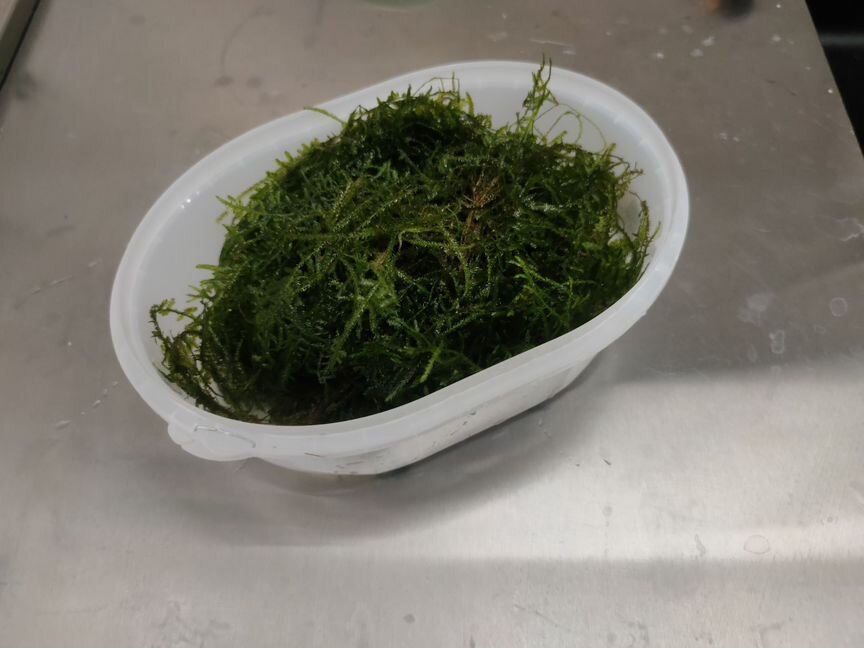 Мох Большая южная америка