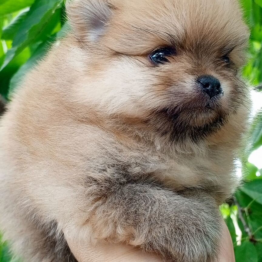 Щенки померанского шпица