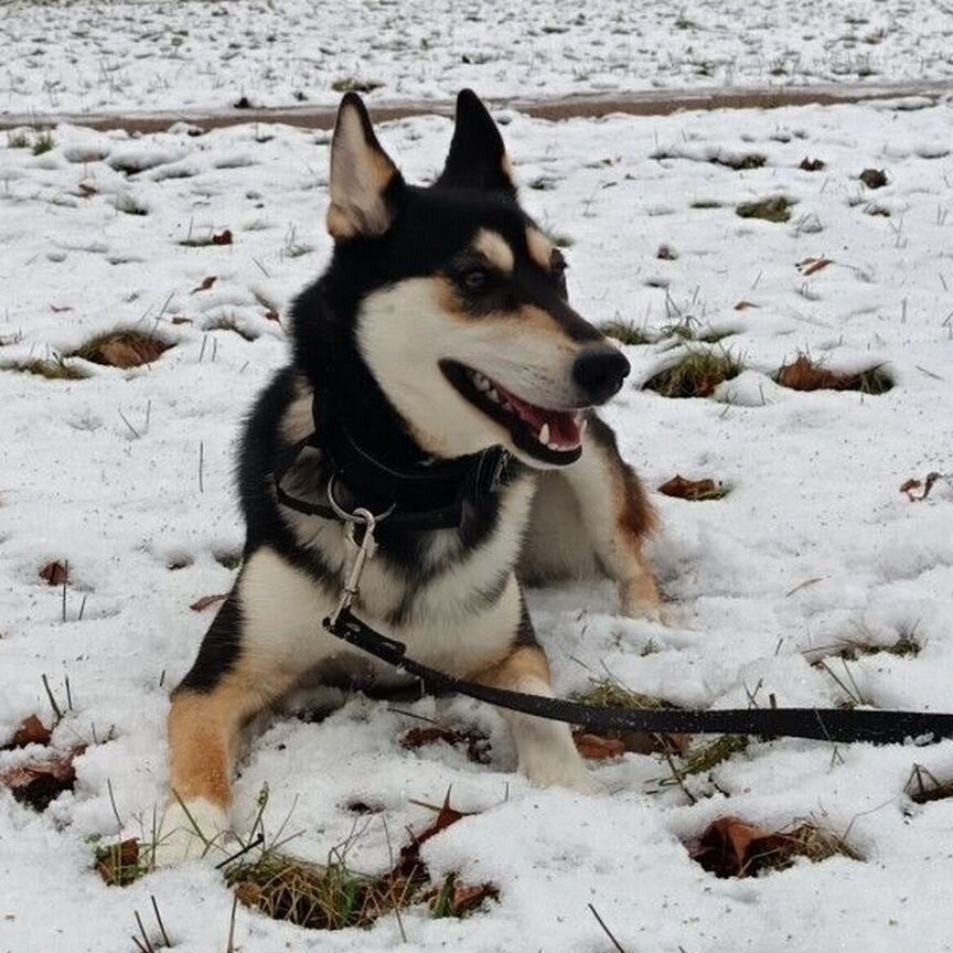 Взрослая собака в добрые руки