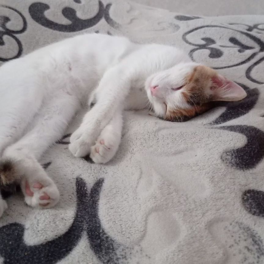 Ищу добрые надёжные руки для своей кошки