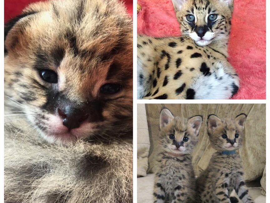 Саванна котята ручные