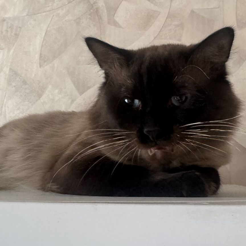 Взрослый кот в добрые руки