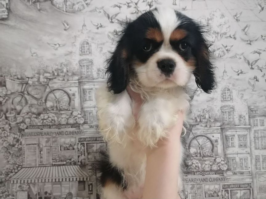 Очаровательный мальчишка ккчс