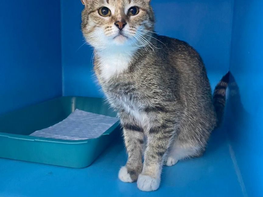 Есть ли шанс найти дом кошке за 1 день