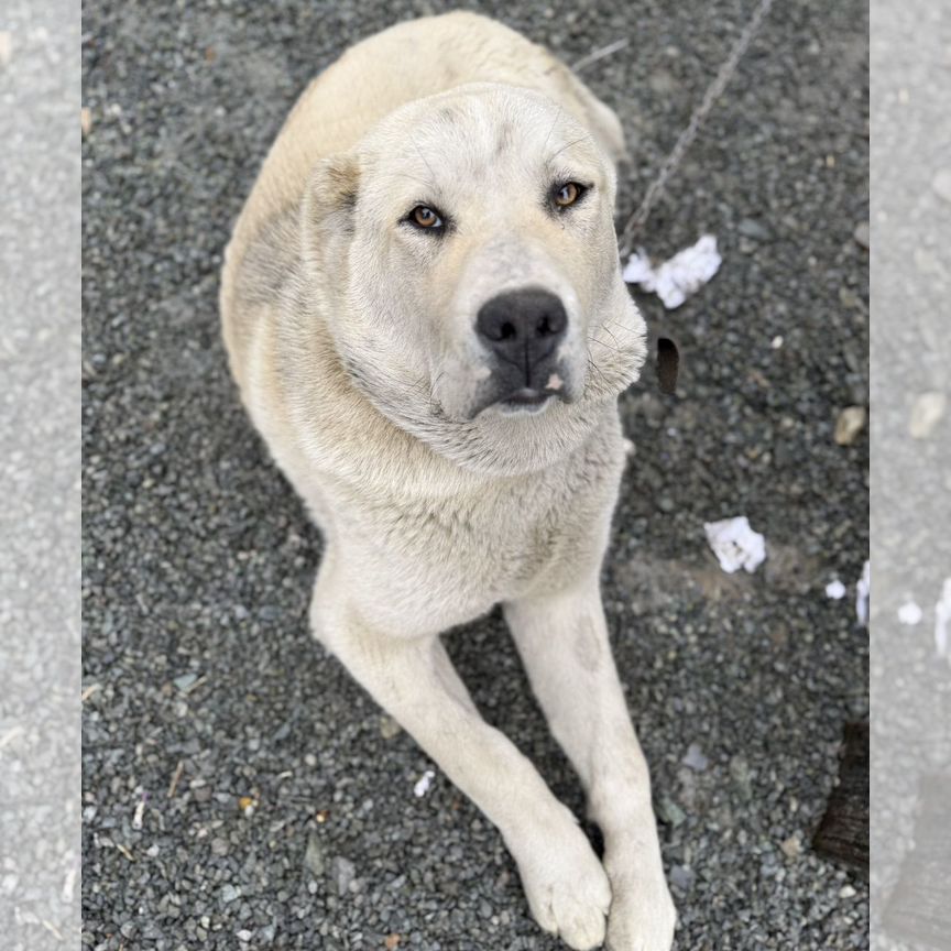 Среднеазиатская овчарка, взрослый пёс