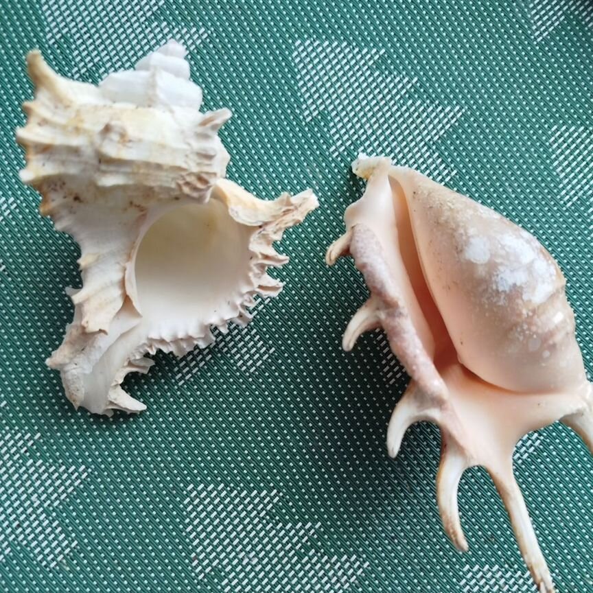 Ракушки морские