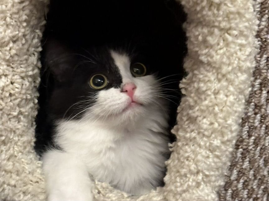 Котенок девочка 3 месяца