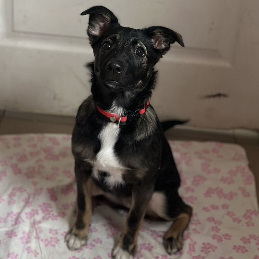 Щенок в добрые руки