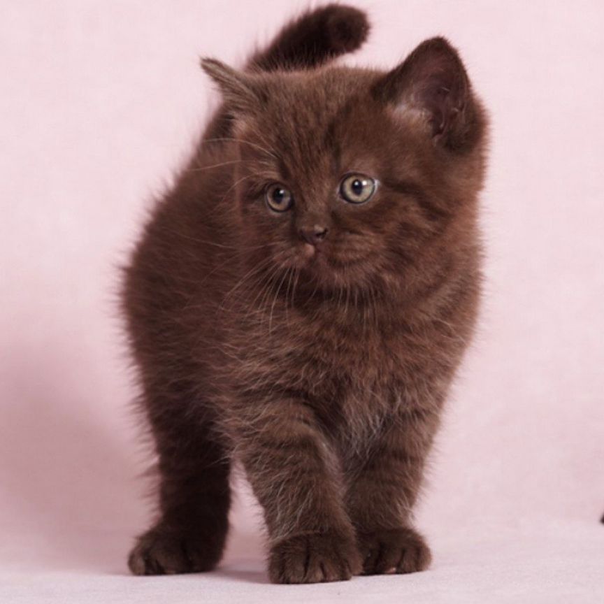 Британский длинношёрстный котёнок