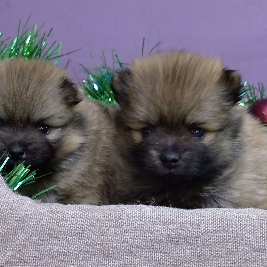 Померанский шпиц