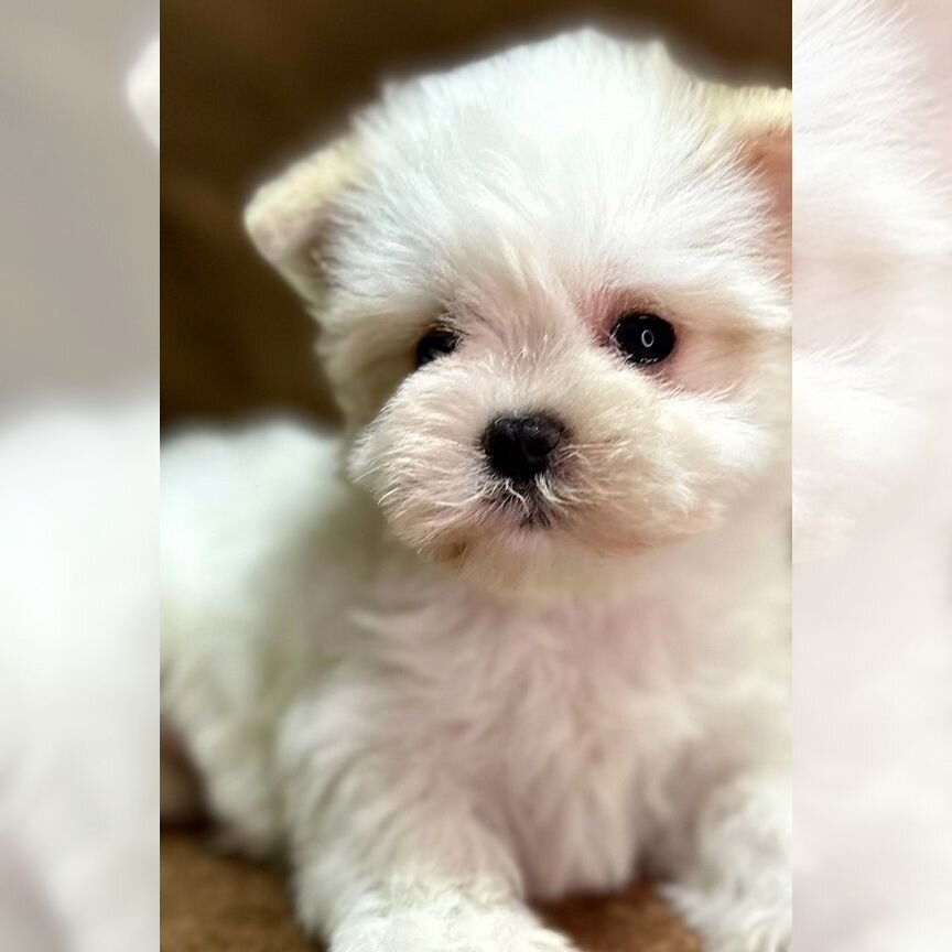 Золотой мальчик