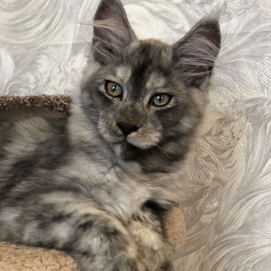 Котята мейн-кун