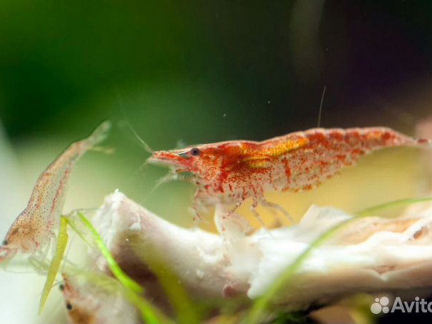 Аквариумные креветки