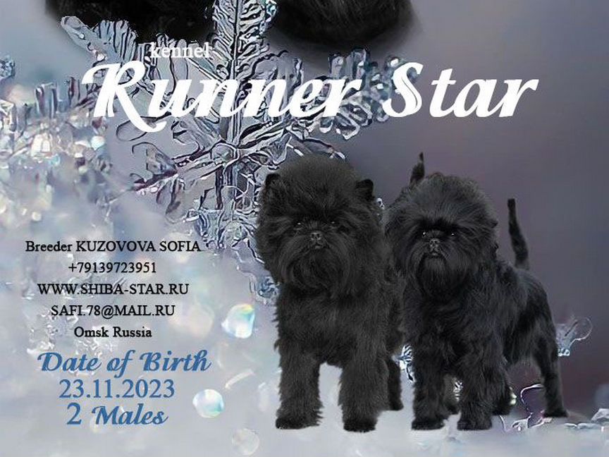 Щенки аффенпинчер