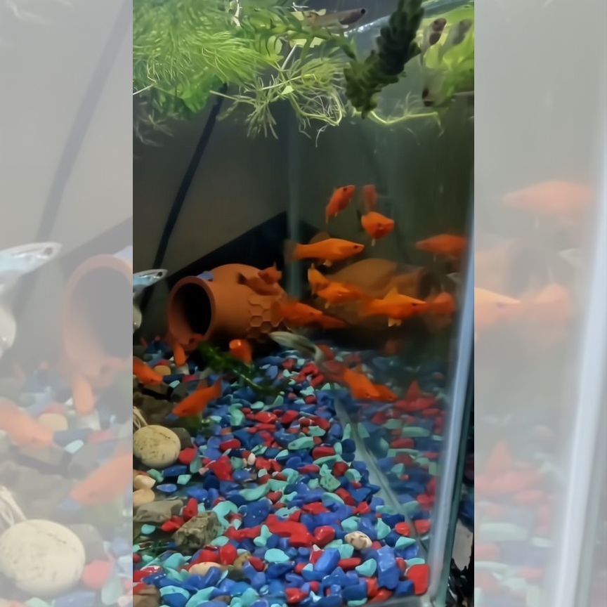 Аквариумные рыбки