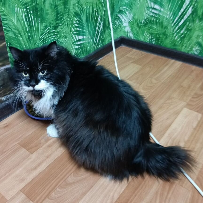 Отдам кота Бобтейла