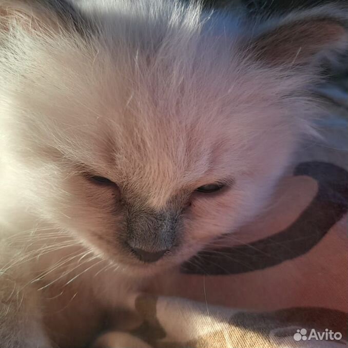 Котенок редкой породы